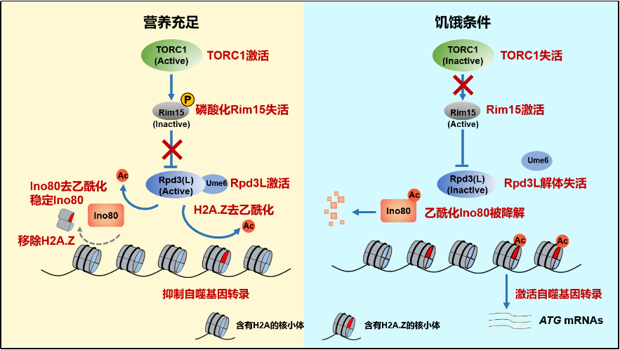 李珊珊 余希岚团队发现代谢调控自噬的新机制 湖北大学科学技术发展研究院